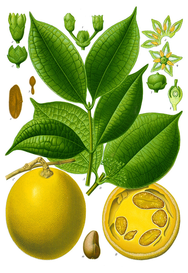 The Culture of Chemistry: St. Ignatius' Beans: Strychnine and herbal ...