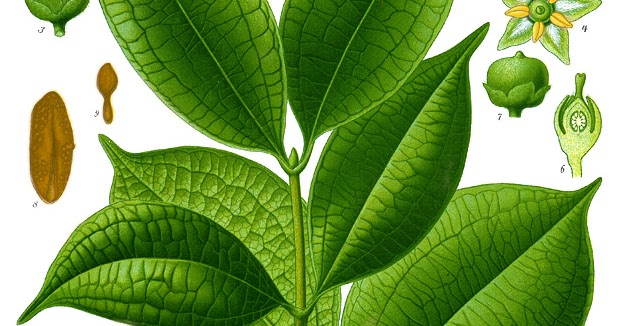 The Culture of Chemistry: St. Ignatius' Beans: Strychnine and herbal ...