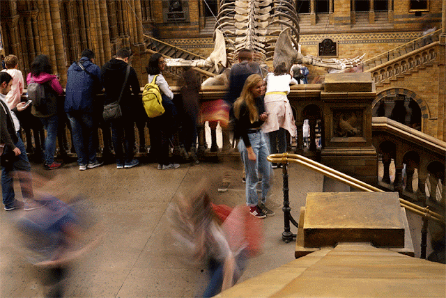 Happening London: The Natural History Museum in GIFs