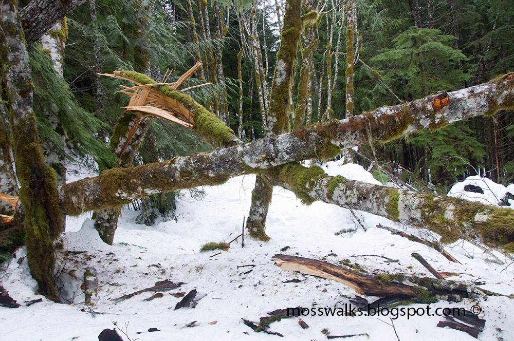 Walks with Moss: Dry Creek Slog in the Snow