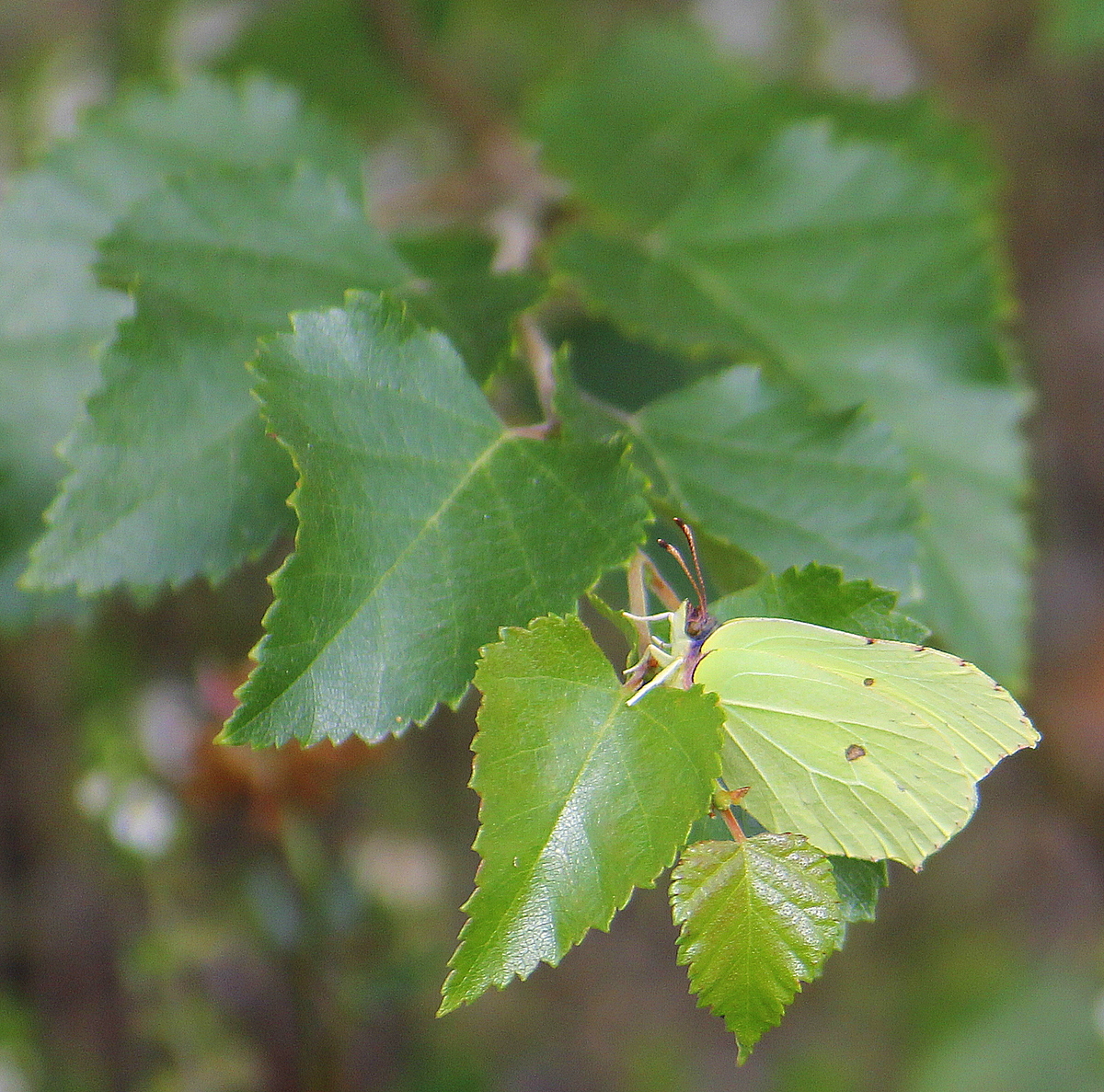 Iineksen kuvat: Luonto hassuttelee