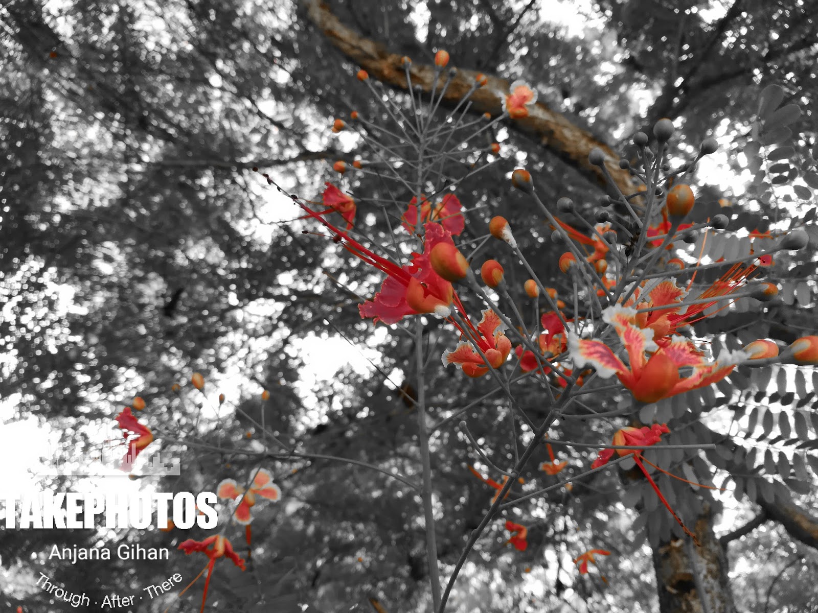 Golden Mohur ( Delonix Regia ) නොහොත් රතු මාර