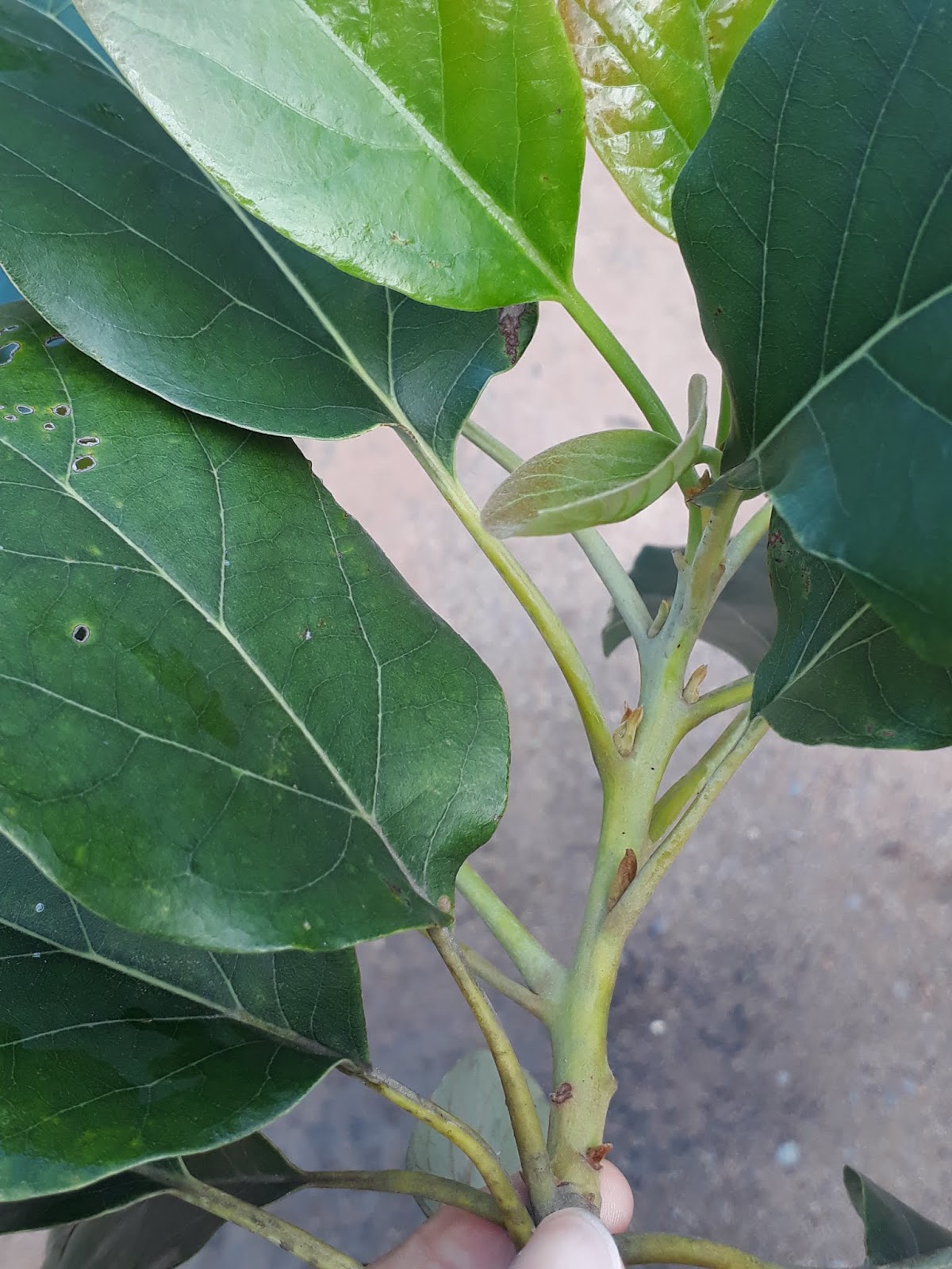 Sistemática Fanerógamas BIO 266 UEFS: abril 2019