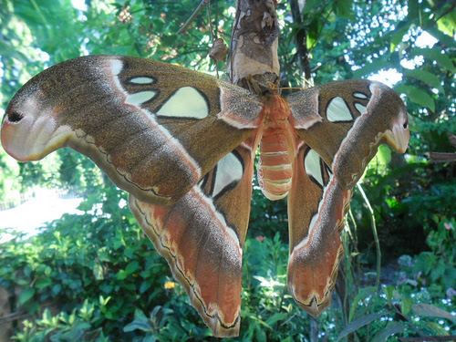 Hiraya: Queen Alexandra's Birdwing Butterfly
