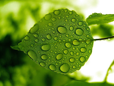 Green Leaf Wallpapers ~ Desktop Wallpaper