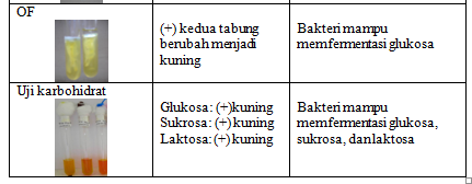 drh. Dewi Murni: DIAGNOSA INFEKSI Aeromonas hydrophila dan INFESTASI ...