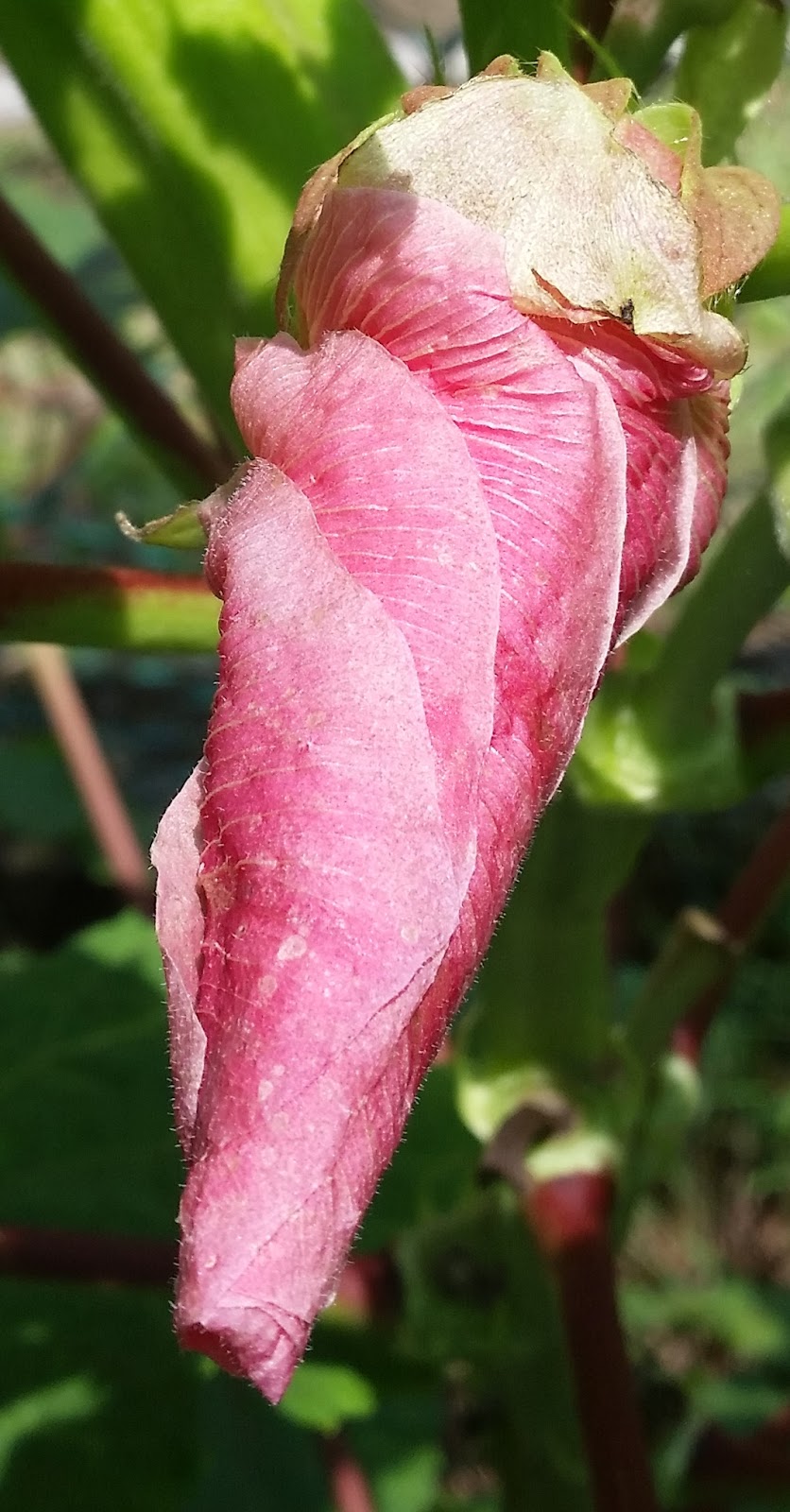Warisan Petani: Pokok Bendi Gergasi