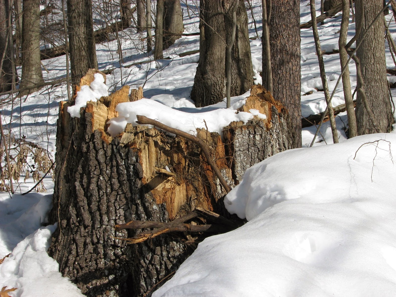 Woodside Natural Area, nature trails-WVPD. (Photos). In search of the ...