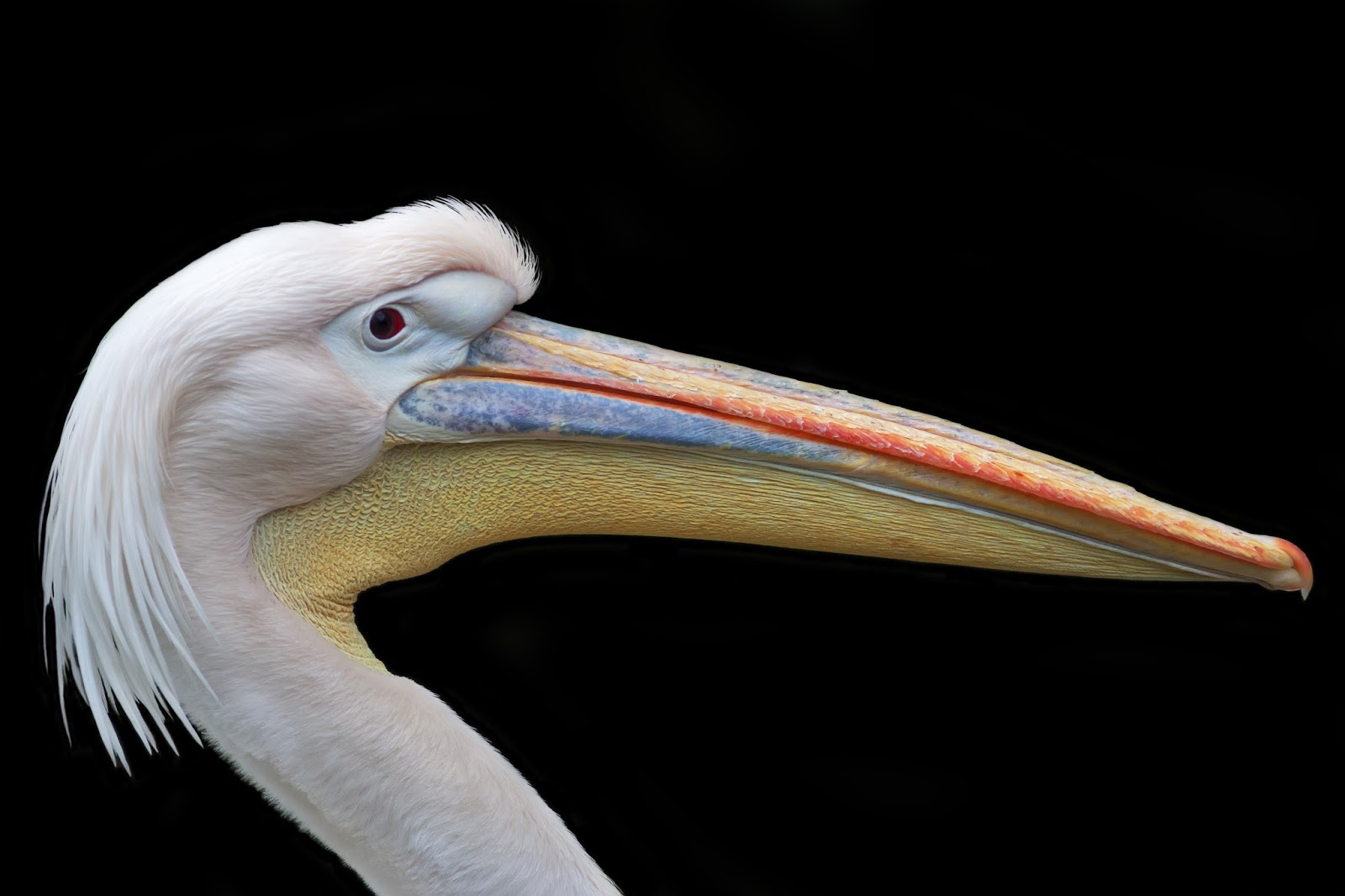U novoroditeljskom žanru: Pelikani