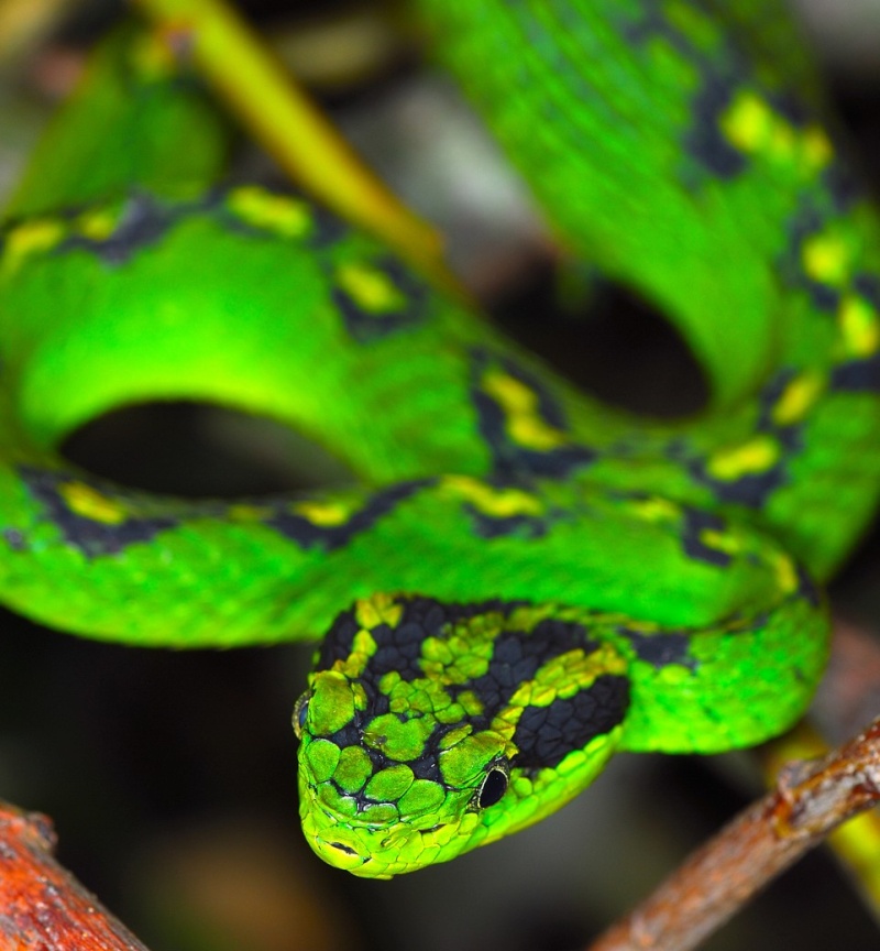 LA NATURALEZA EN CASA: Vibora Nauyaca (Bothriechis aurifer)