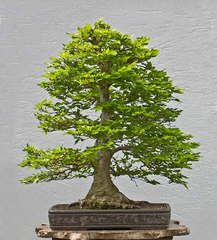 Walter Pall Bonsai Adventures: Japanese beech #2