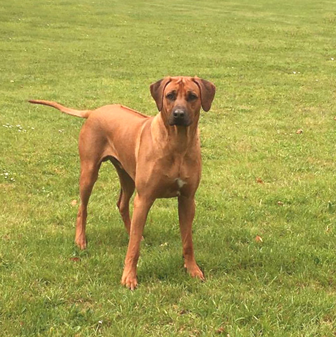 Rhodesian Ridgeback y Vizsla (Braco Húngaro) Criadores España