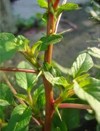 Bayam duri dan Khasiatnya untuk obat herbal - Tanaman Obat Herbal Keluarga