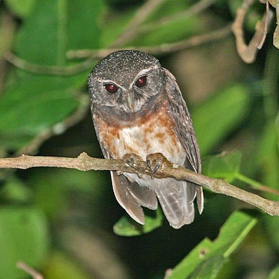 Tierra de lechuzas, búhos, mochuelos, autillos, cárabos: Ninox punteado ...
