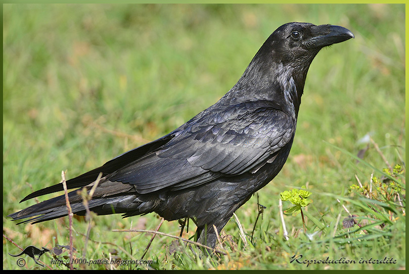 WILDLIFE GATEWAY: Le Grand corbeau