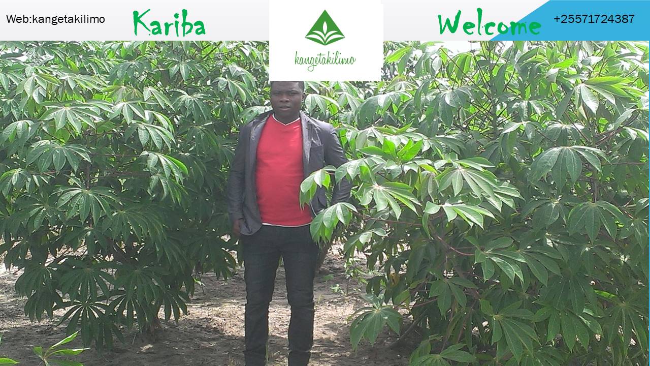 Kangetakilimo: KILIMO CHA MIHOGO na KANGETA KILIMO