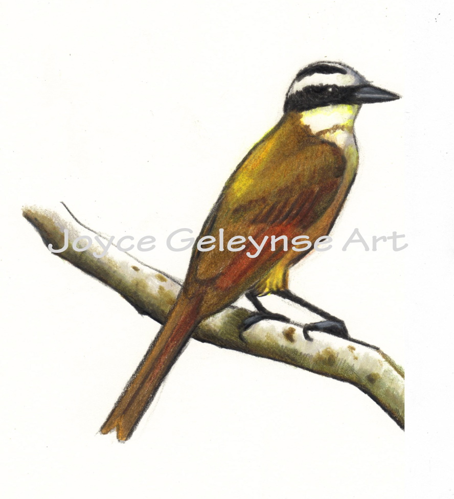 Joyce's Art Stores: Great Kiskadee: Color Pencil