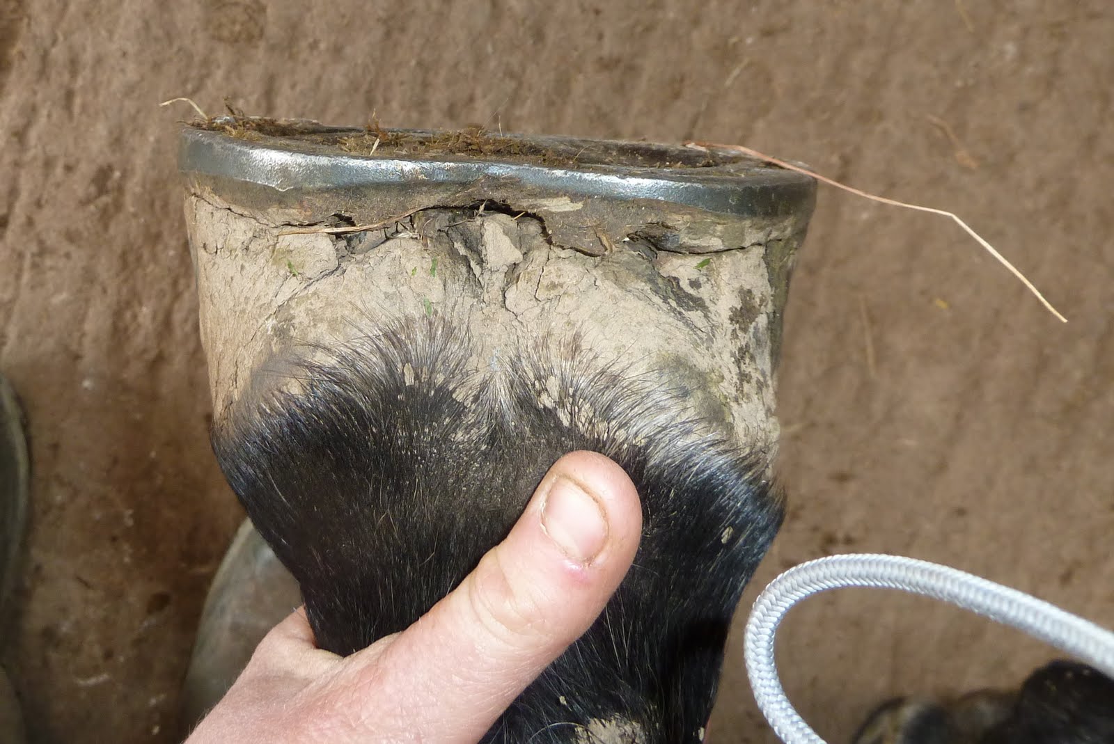 Rockley Farm: Thoroughbreds can have fantastic feet too!