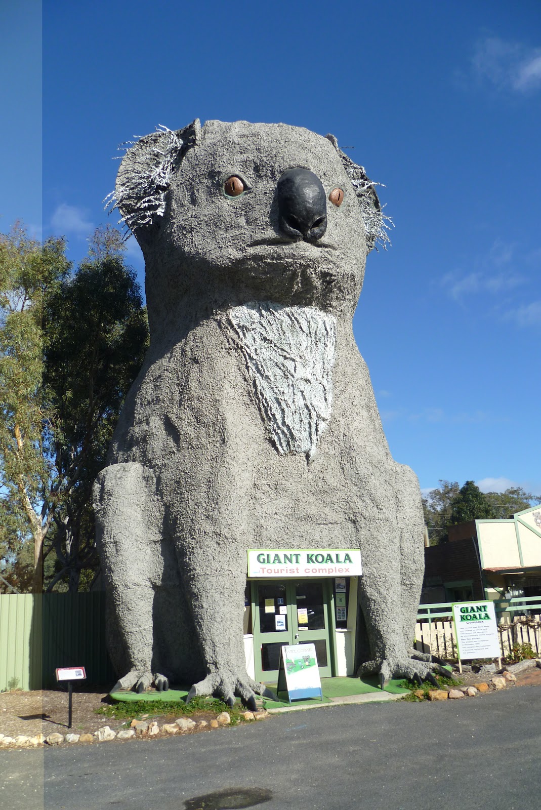 Witchwae on the Move: Giant Koala @ Dadswells Bridge -Grampians