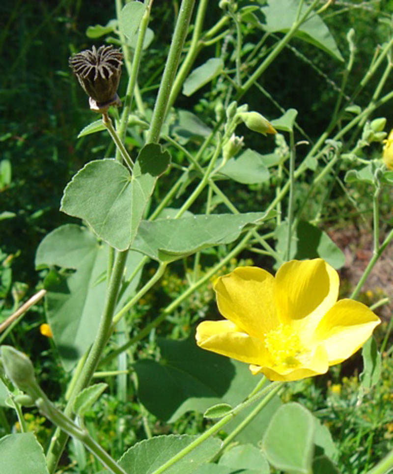 Buy Kanghi - Thuthi Leaf Powder 200Grams (50GramsX4Packs) Online @ ₹280 ...