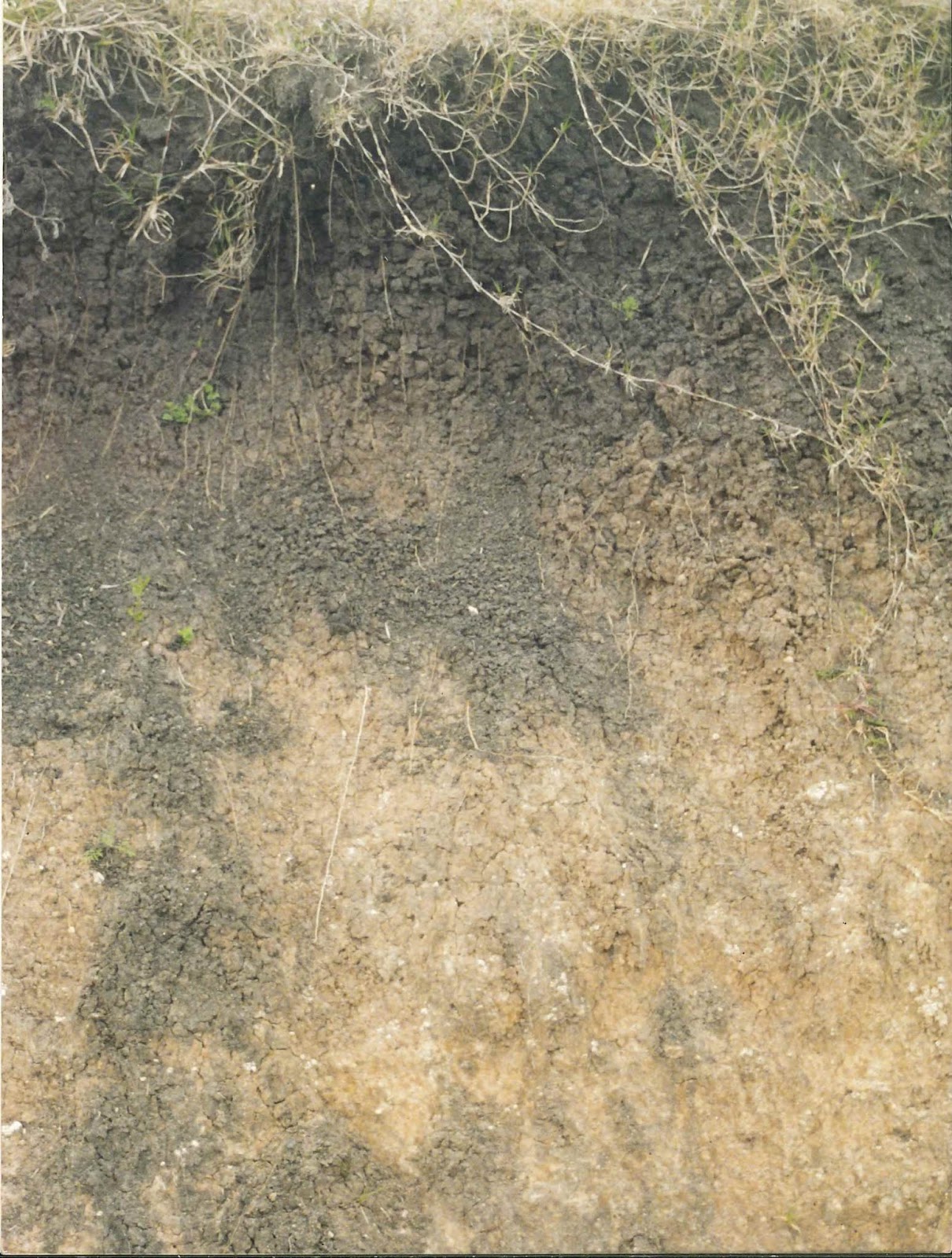 Suelos del Sur de Uruguay