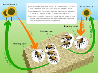 Honey Bees: Communication 2