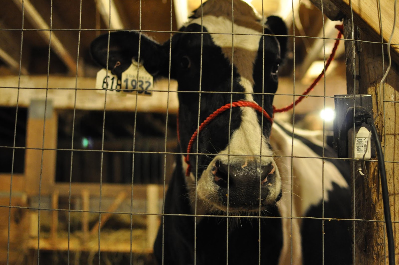 Enter The Barn Yard: now we have a cow