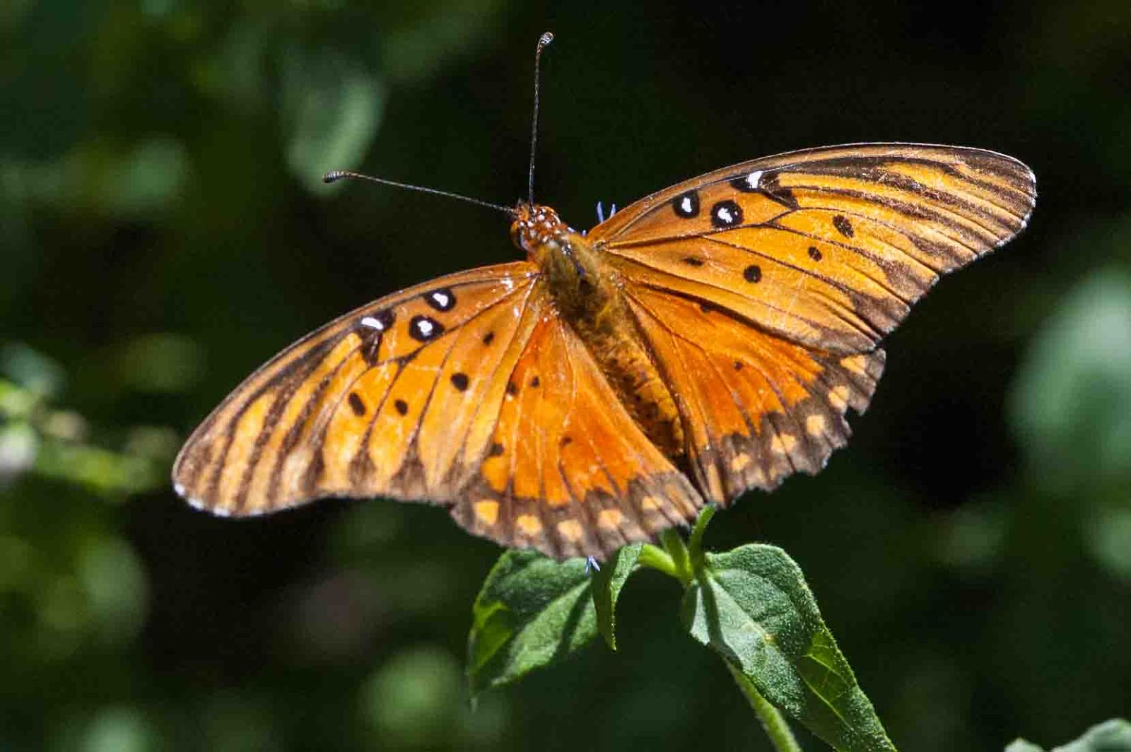 Window on a Texas Wildscape: Fall butterflies