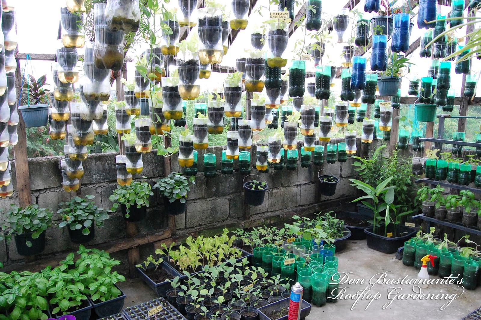 Don Bustamante's Rooftop Garden: Mga Benepisyo Sa Pagkakaroon ng ...