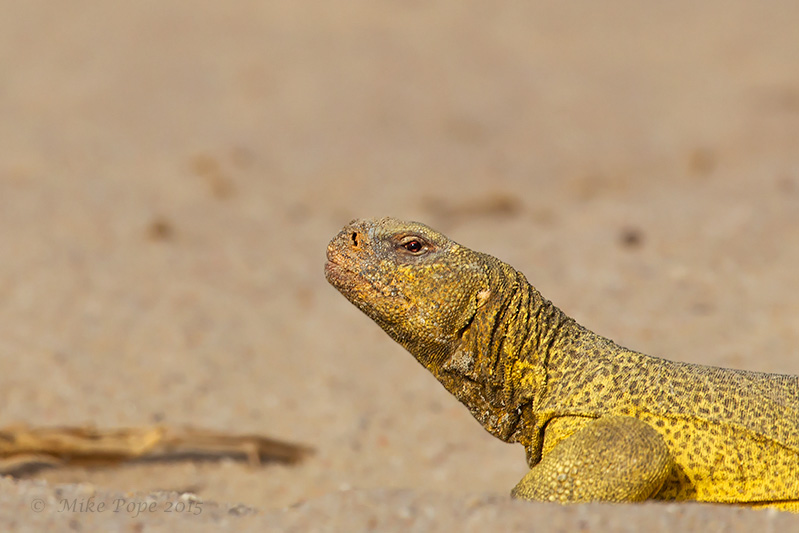 Kuwait Birding: Feathers and scales