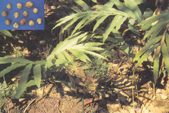 Round cardamom seed (Baidoukou)-Amomum kravanh-Amomum compactum-Fructus ...