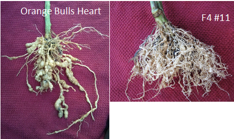 Gardening : Performance evaluation of grafted tomatoes using rootstock ...