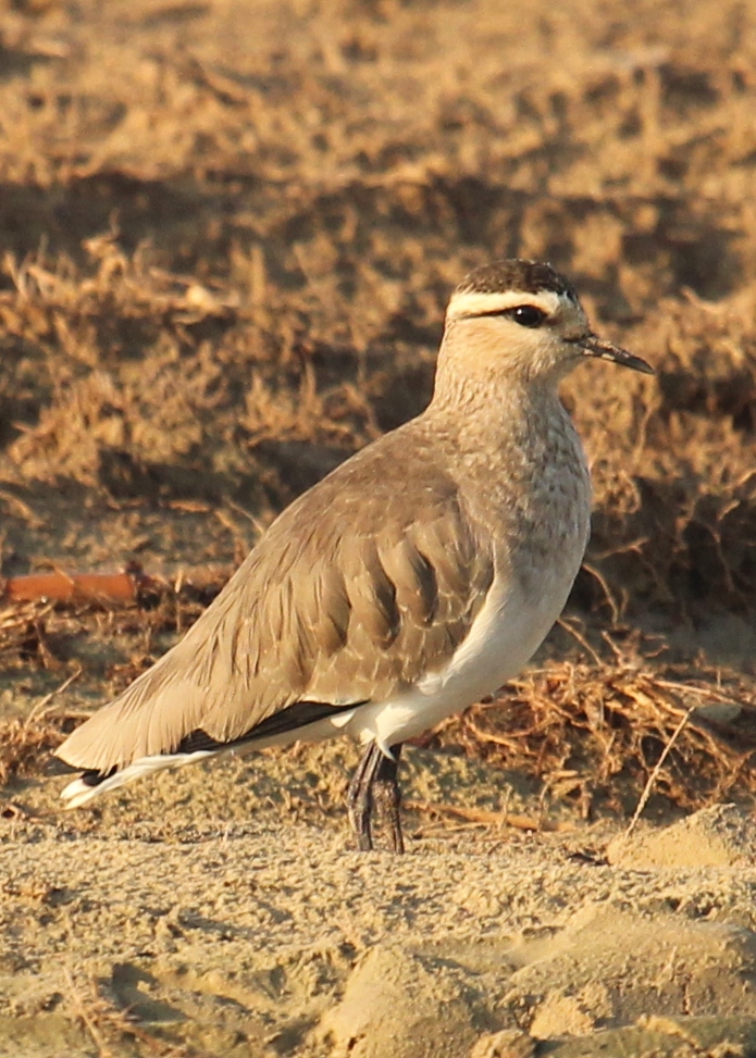 Neil's Daily Bird: 67 : Sociable Plover