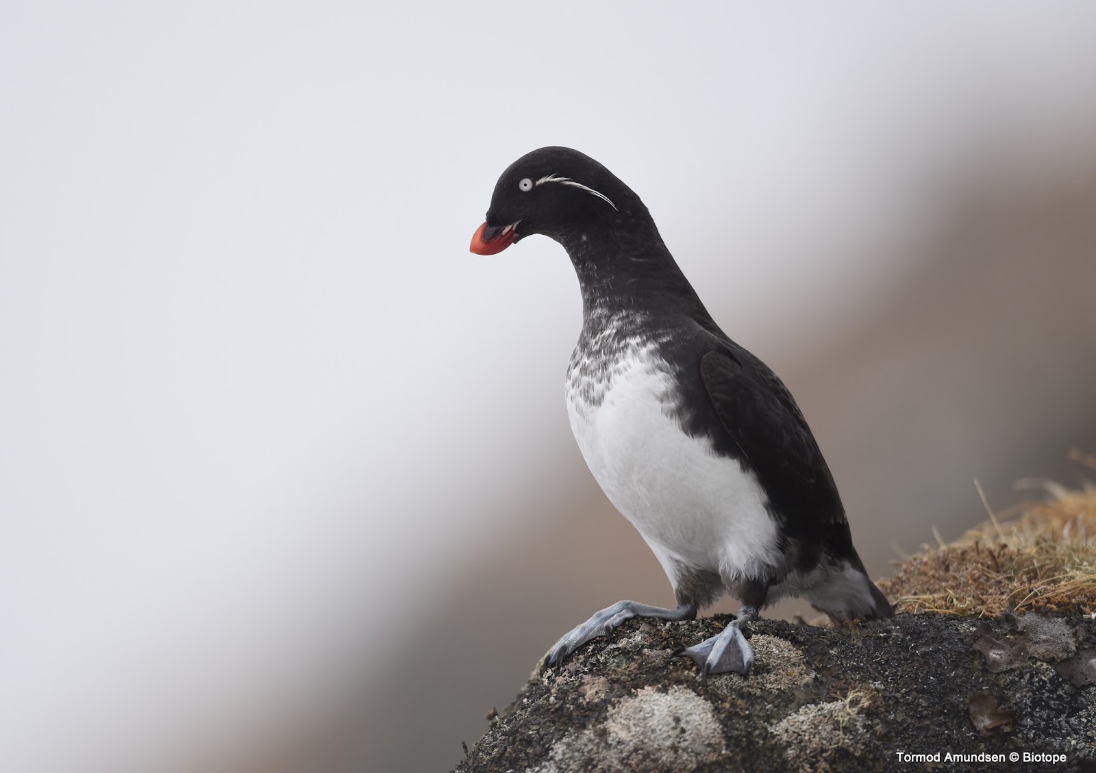 biotope: Gambell, St.Lawrence island - Alaska spring birding
