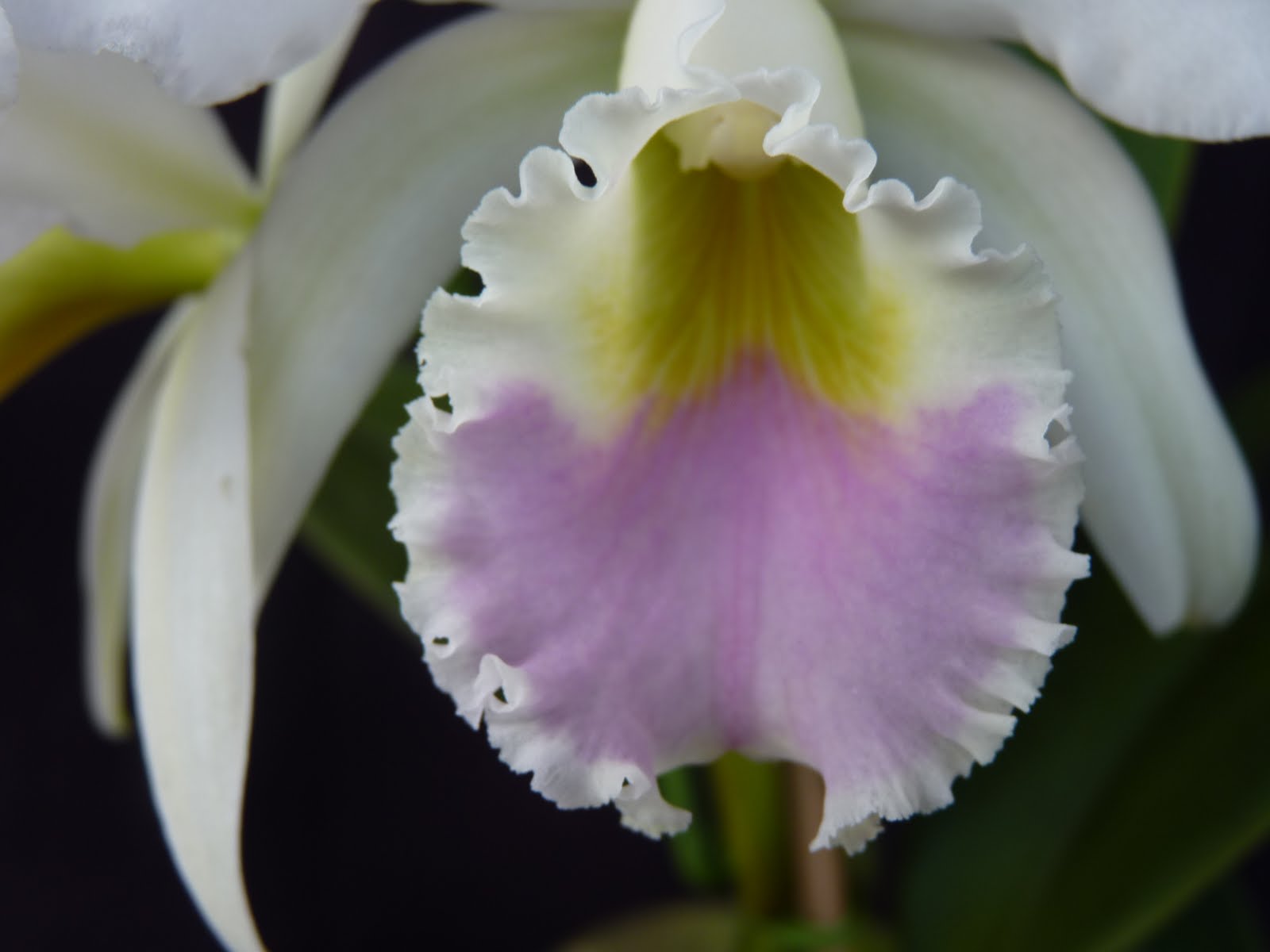 Hellmann Orquídeas: Algumas labiatas deste ano