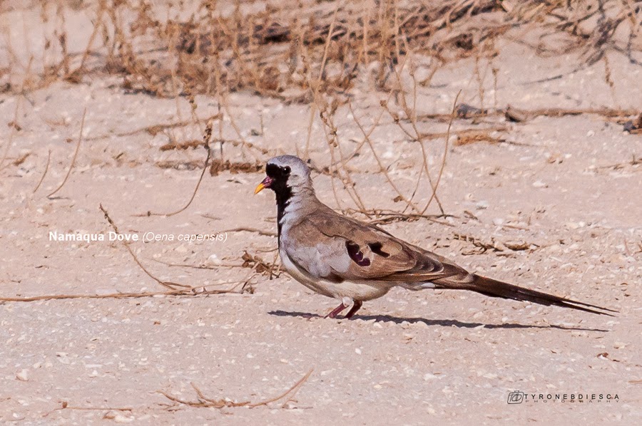 Birds of Saudi Arabia: Birds in Al Khobar – Bird records by Tyrone Diesca