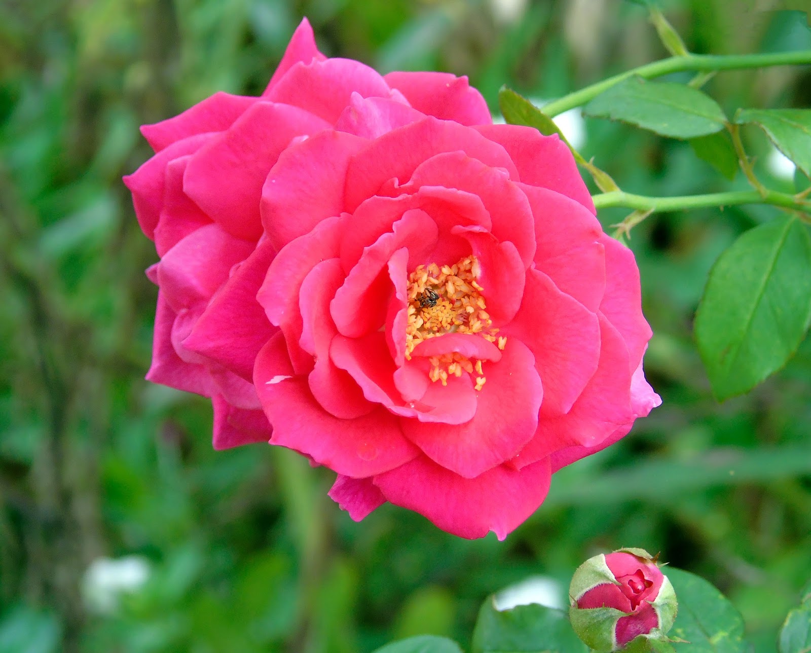 Rosas (Rosa spp.) | A planta da vez