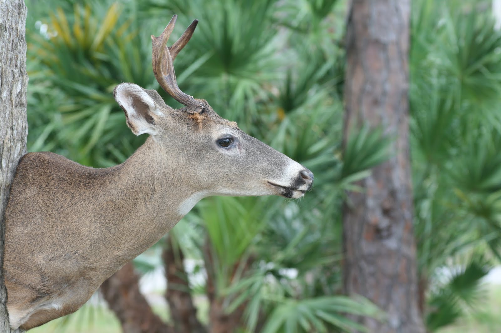 Allen's Taxidermy: April 2011