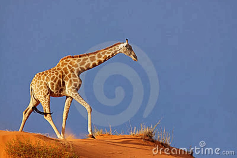 Namibia Reservations: The meerkats - Kalahari Red Dunes Lodge ...