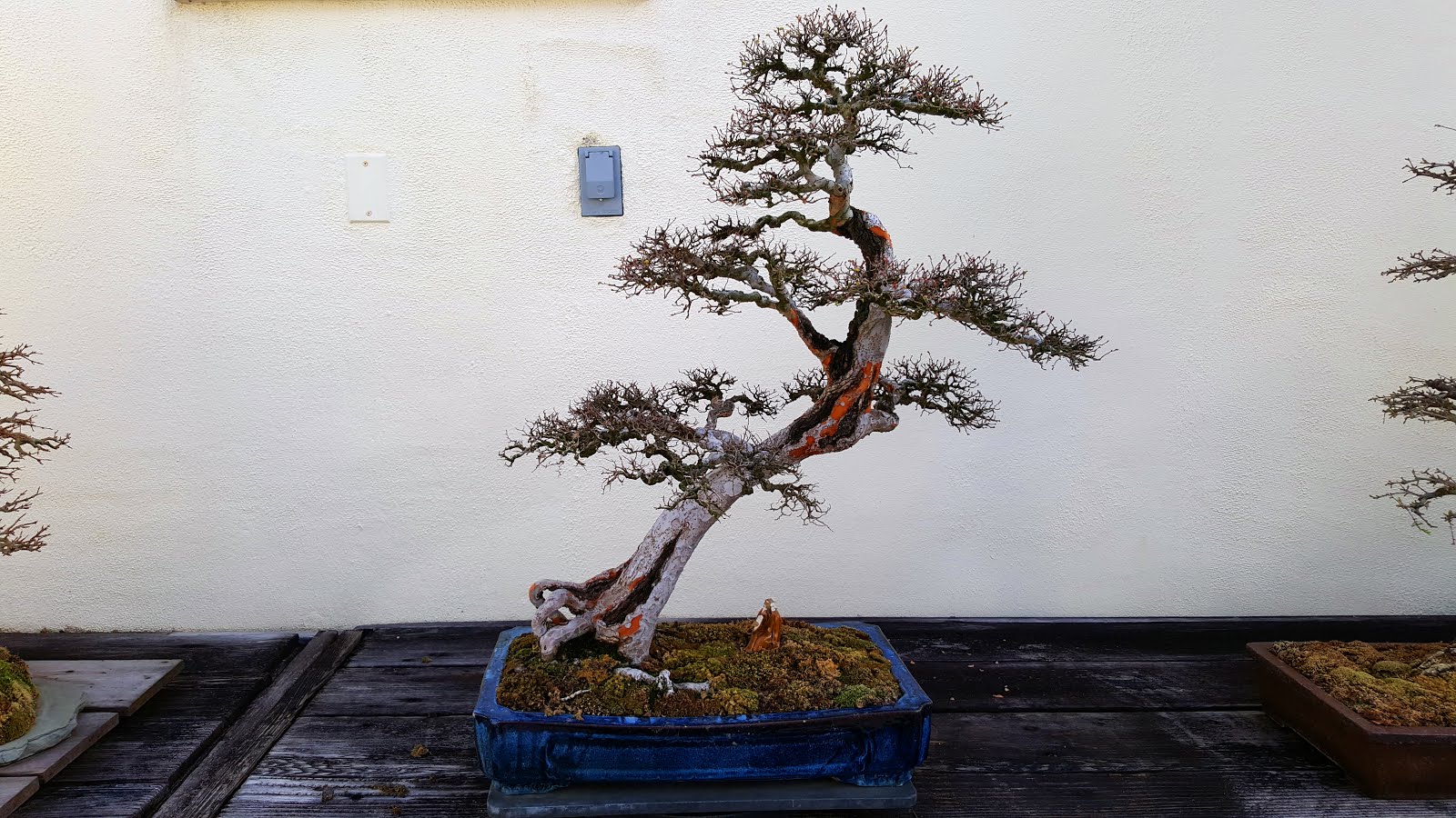 Bonsai-misadventures: Balance in bonsai composition, putting all the ...