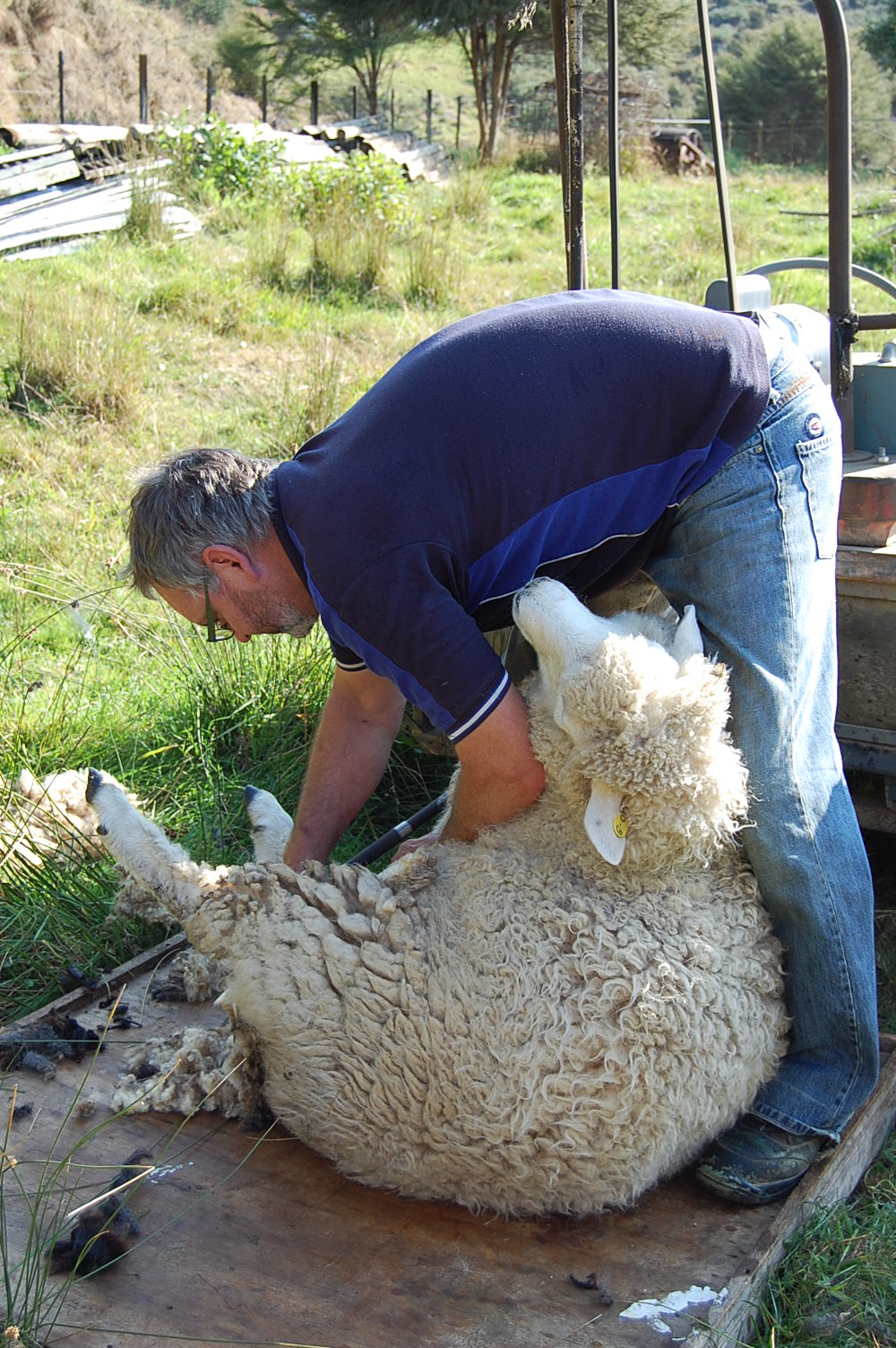 Living a Life at the Beach: The sheep shagger............