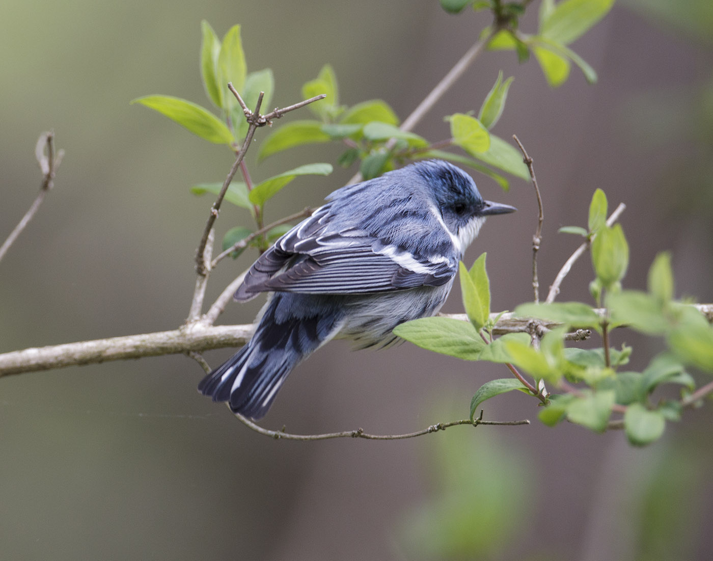 pewit: Cerulean Warbler
