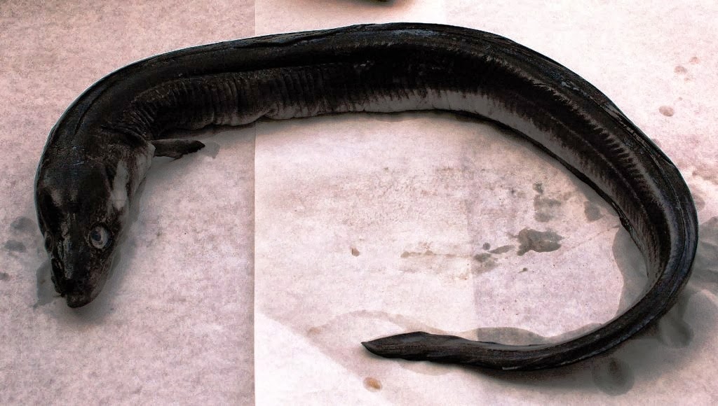 Asturpeskin: El congrio y su pesca