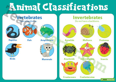 Animal kingdom: Vertebrates and invertebrates | Tea-Chair