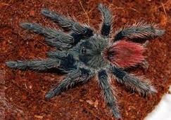 Uncle Tarantula: Tarantula Peruvian Flame Rump
