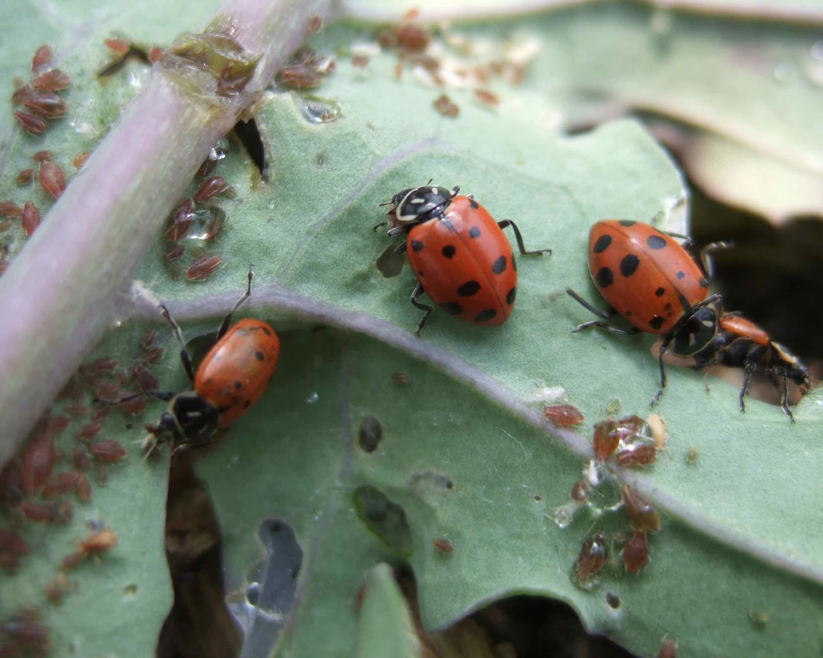 Helping Gardeners Grow: Aphid Math