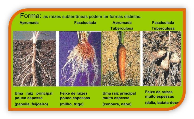A malta do 4ºB: Mundo das plantas (flora)