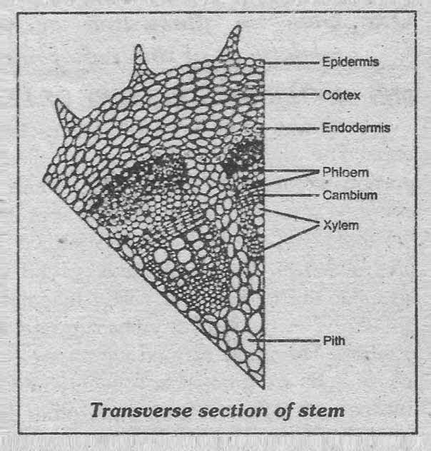 Notes Guide Book: Structures of Mustard (Brassica Campestris) Stem
