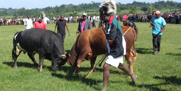 the luhya culture