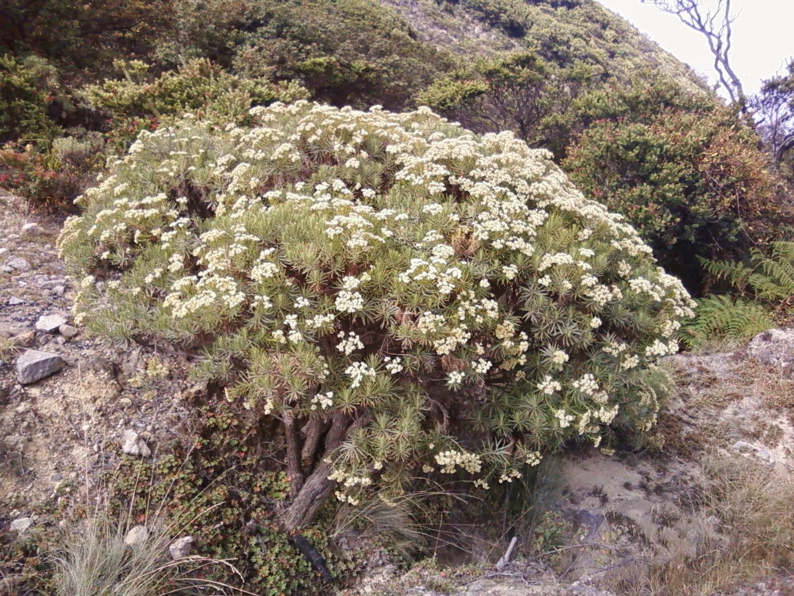 Edelweiss Bunga Abadi Dari Gunung